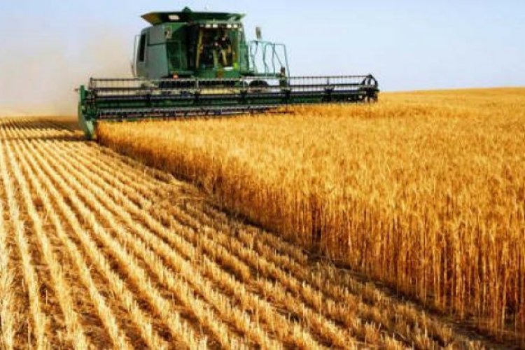 No value cut for shrivelled and broken grains of wheat up to 18 per ...