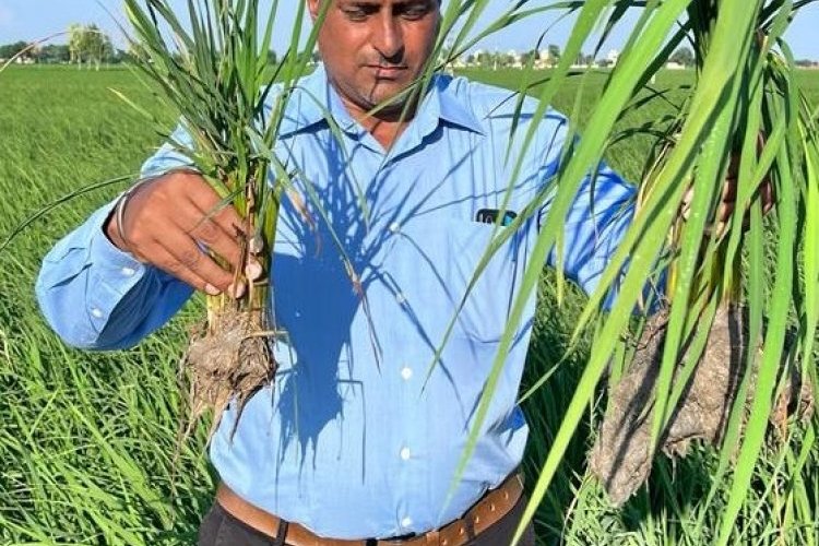 Central team constituted on paddy dwarfing disease; IARI interim report ...