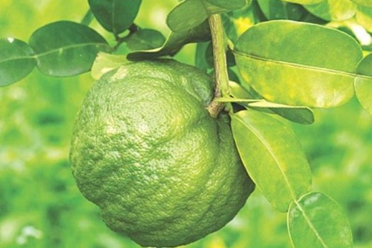 After Tripura jack fruit, Mizoram citrus on way to UK - Farmer News ...