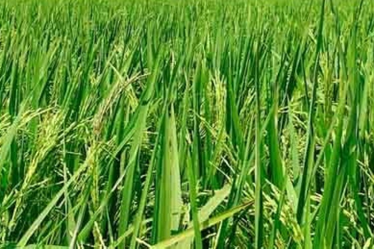 Cultivation of short-duration varieties of rice for straw management ...