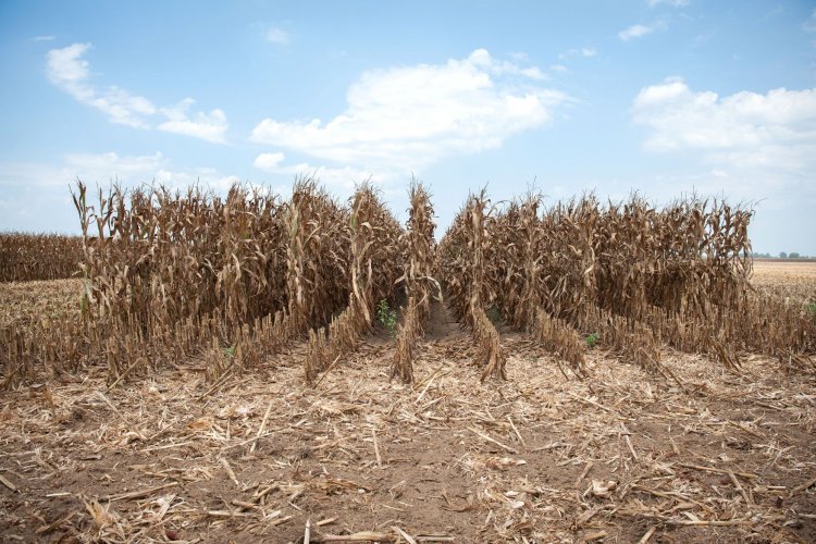 2022 fifth or sixth warmest year on record, crops hit in India: WMO ...