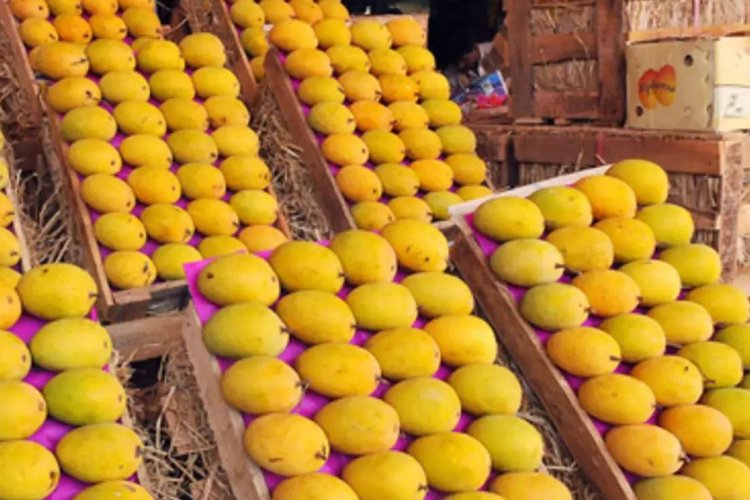 India registers 19pc growth in mango export to US in 2023-24 - Farmer ...