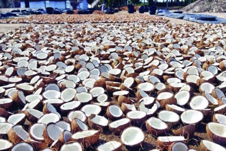 Govt hikes copra MSP by Rs 250-300/qtl for 2024 season - Farmer News ...
