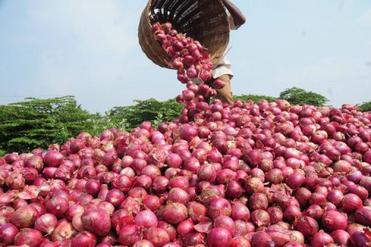 Onion production drops by 20 percent in FY 2023-24 - Farmer News ...