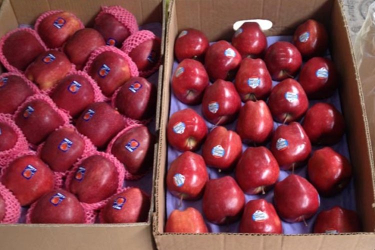 Indian Apple Industry Losing its Shine as Imports Surge by 33 percent ...