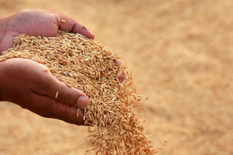 Government Sets Higher Paddy and Millet Procurement Targets for Kharif ...