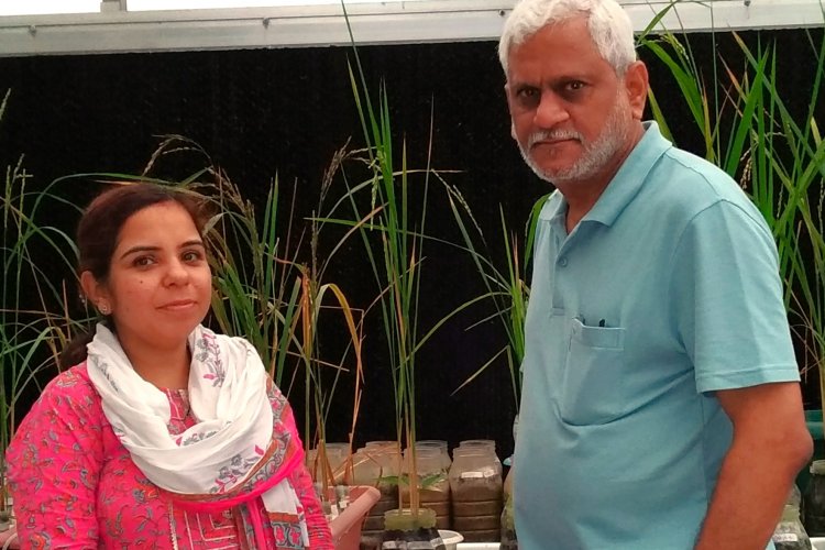 Rice varieties and their genes for phosphorus and nitrogen use ...