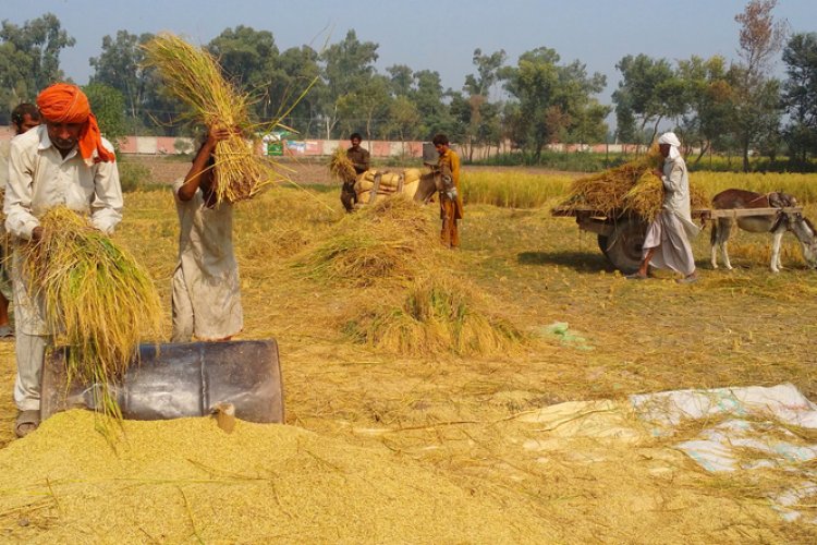 Record area leads to record rice production in India: USDA - Farmer ...