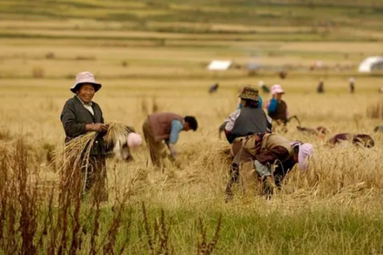 Drought Conditions in China Risk Wheat Crops, UK Also to See Crop ...