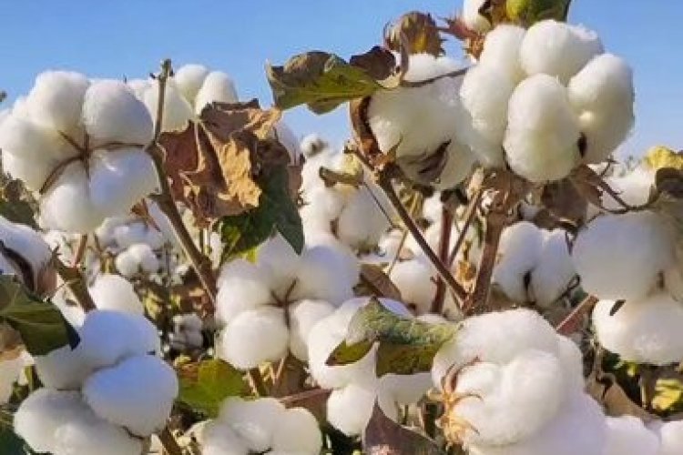 Cotton Crop Hit by Rains, Floods and Pests; Farmers Need Relaxation in ...
