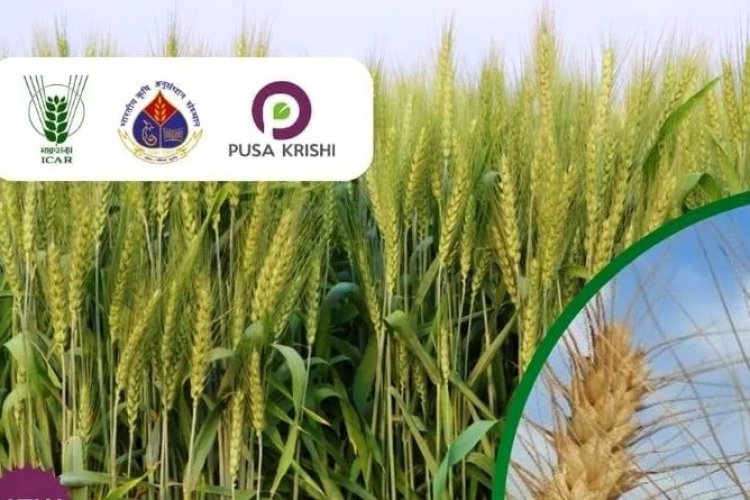 From Lab to Field: Four High-Yielding Wheat Varieties with Superior ...