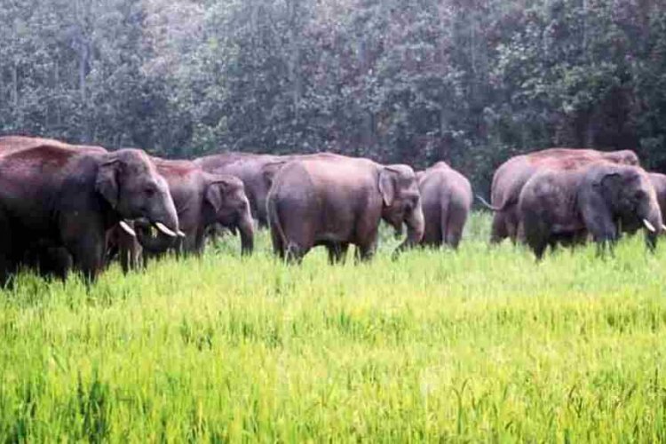 Wild Animal Attacks and Paddy Inundation Covered Under Fasal Bima ...