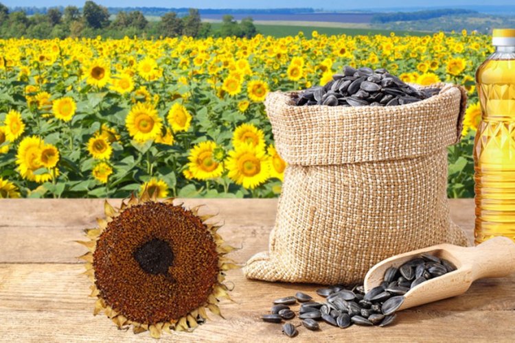 Sunflower oil consumption set to wilt 10% amid geopolitical heat ...